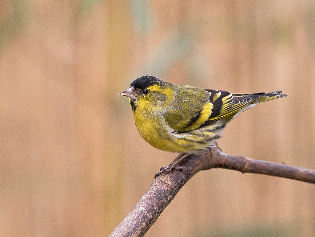 Tuinvogels – Vogelplaat.nl
