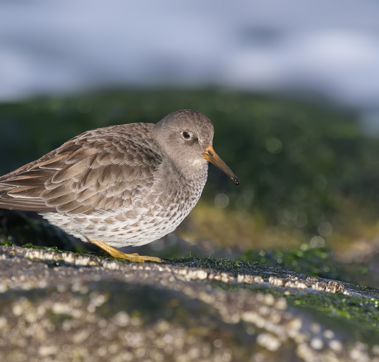 De Paarse zijn er weer ! – Vogelplaat.nl